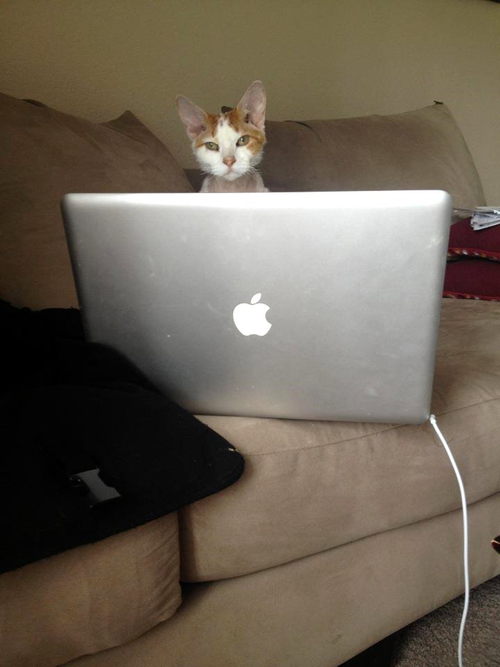CLIENT PHOTOS 1 - NEON CAT